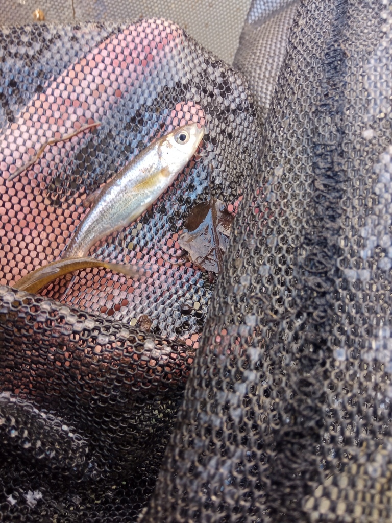 Italian riffle dace in January 2022 by Riccardo Novaga · iNaturalist