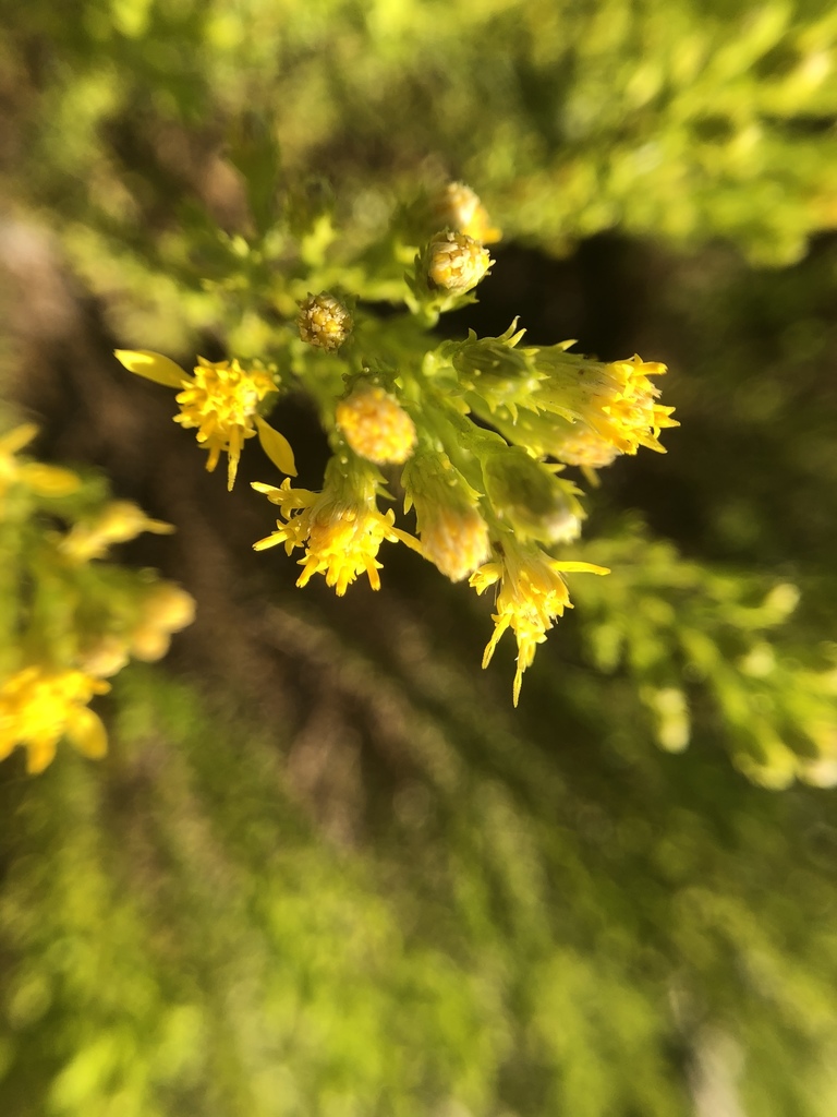 California Goldenbush from 970–1004 Martin Rd, Santa Cruz, CA, US on ...