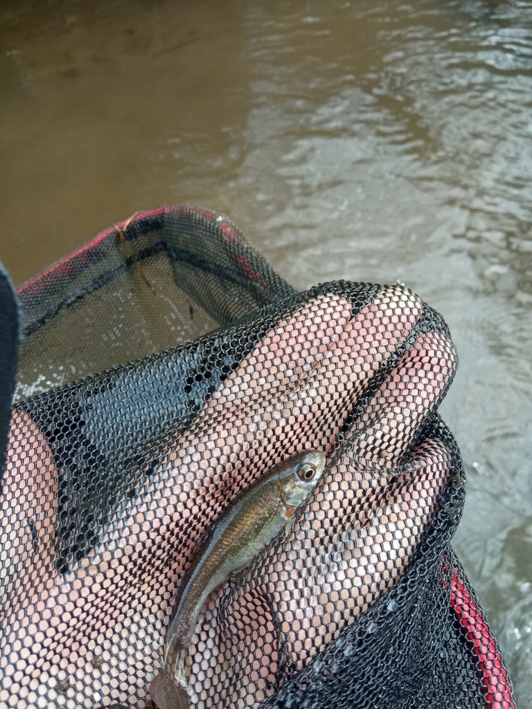 Italian riffle dace from Città Metropolitana di Roma, Italia on March ...
