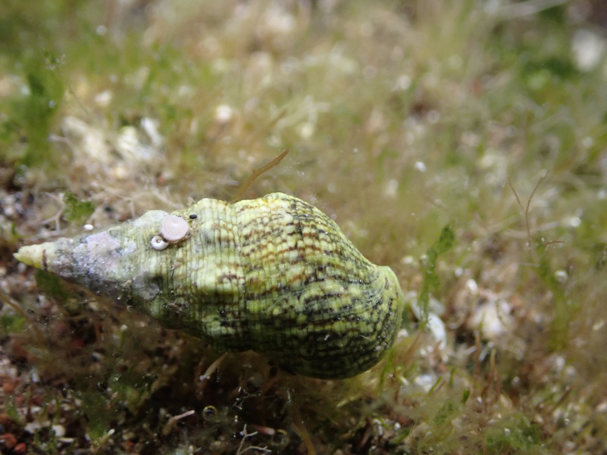 Cerithium lividulum Risso, 1826