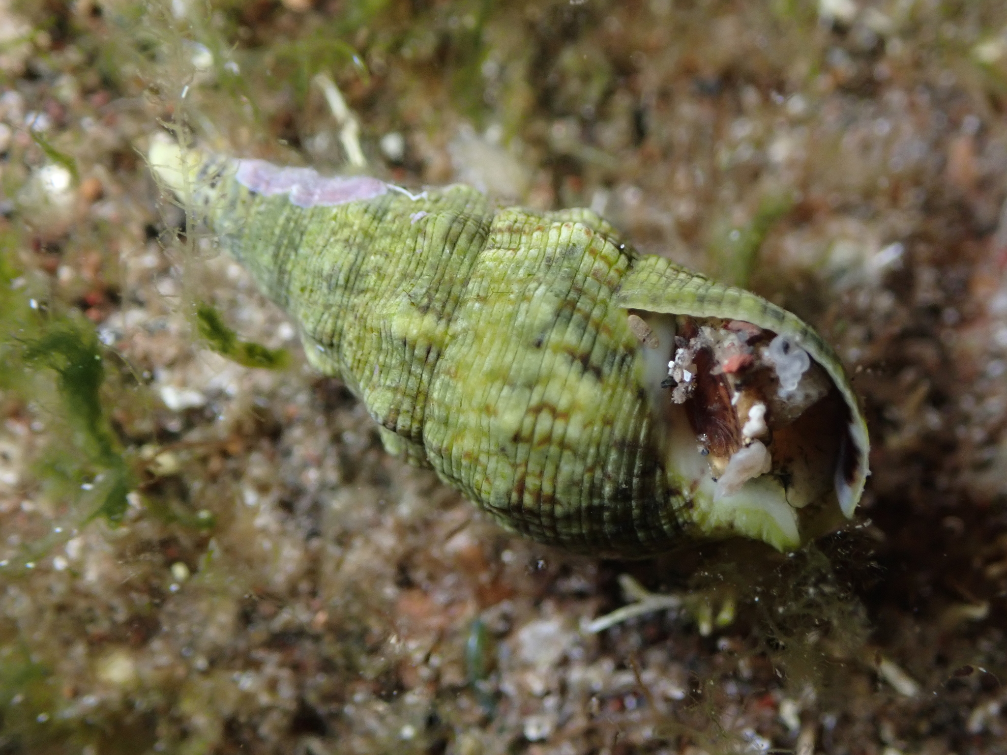 Cerithium lividulum Risso, 1826