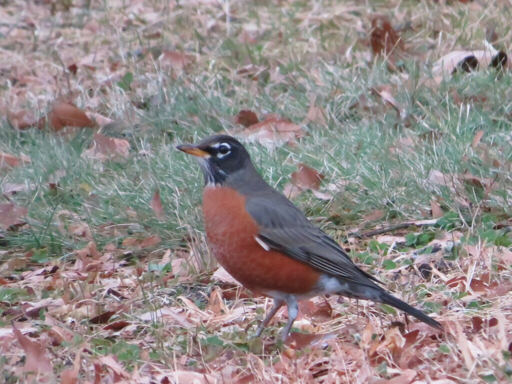 American Robin from Rockford, IL, USA on November 29, 2022 at 09:32 AM ...
