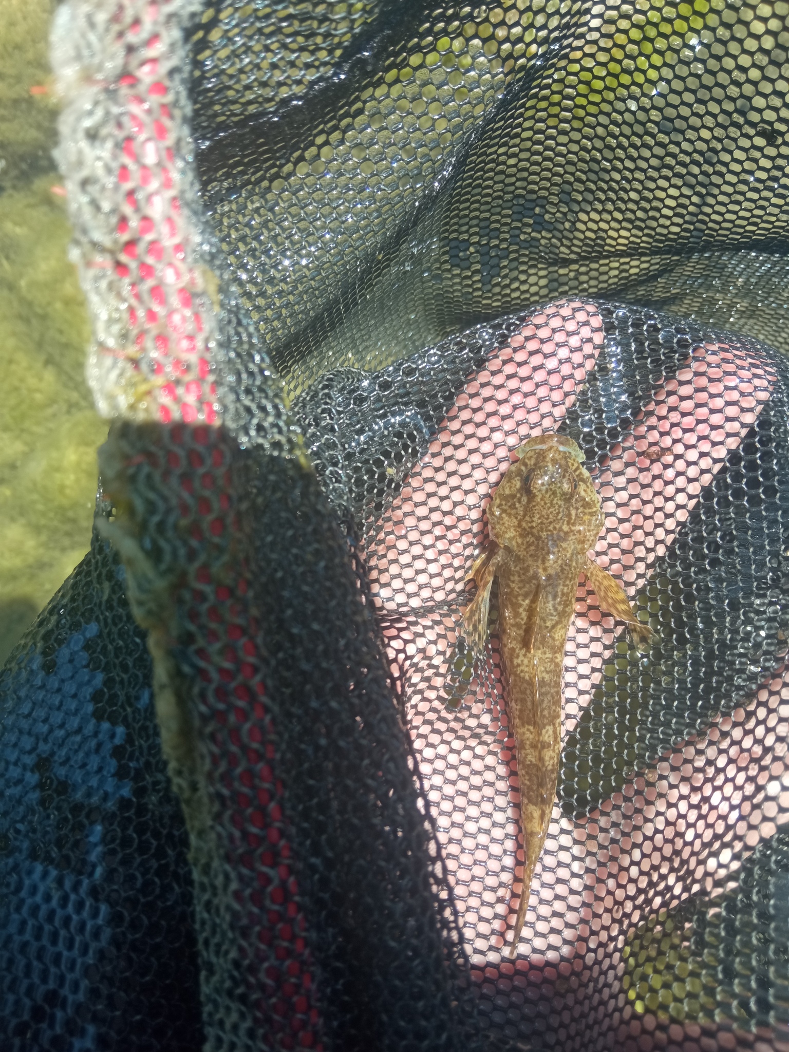 Cottus gobio Linnaeus, 1758