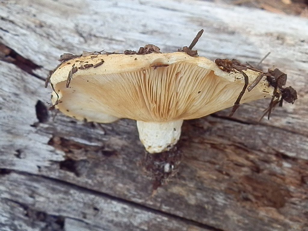 golden milkcap from Coconino Co., Arizona, USA on August 25, 2016 by ...