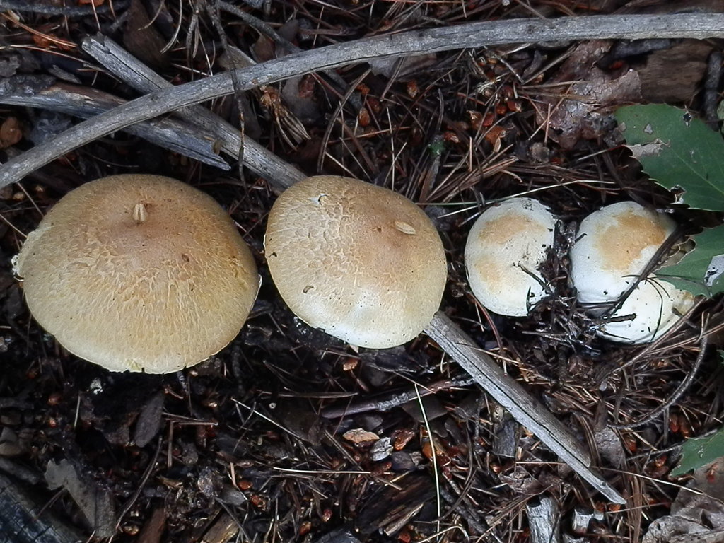 Agaricus didymus (Mushrooms and fungi of the USA pt. 3) · iNaturalist