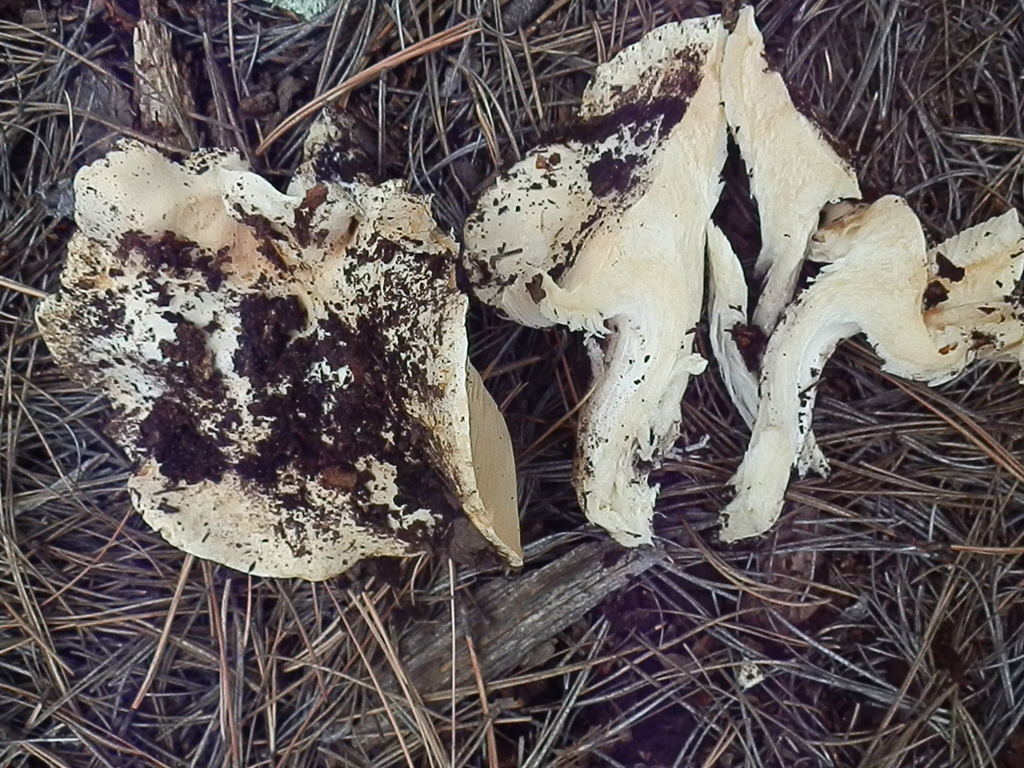 Cantharocybe gruberi from Coconino Co., Arizona, USA on August 28, 2016 ...
