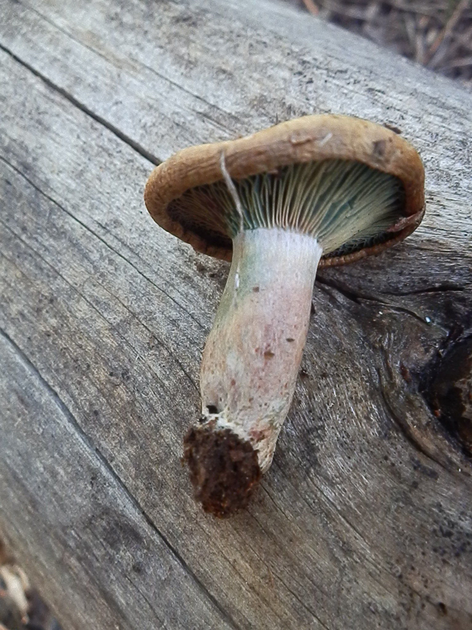 Lactarius Rubrilacteus