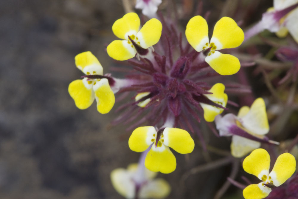 Triphysaria (Orobanchaceae (Broomrape) of the Pacific Northwest ...