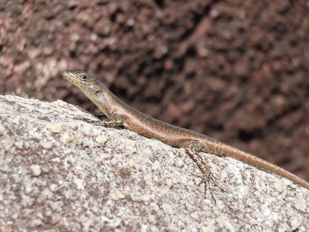 Black Mountain Skink from Rossville QLD 4895, Australia on October 16 ...