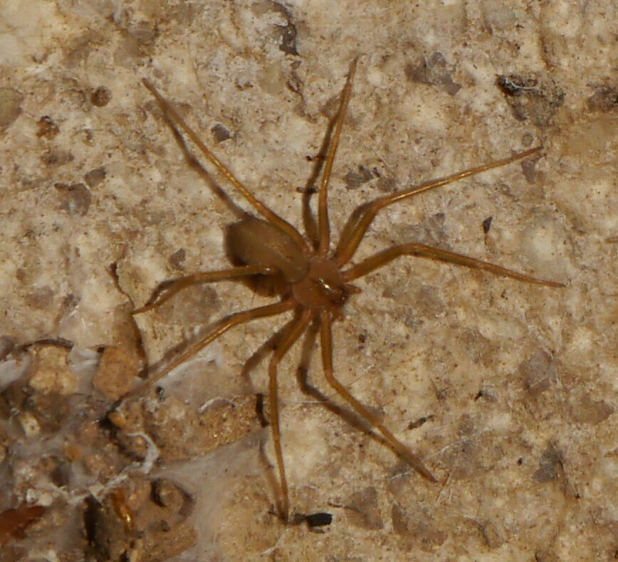 Mediterranean recluse from Son Espanyol, Palma, Islas Baleares, España ...