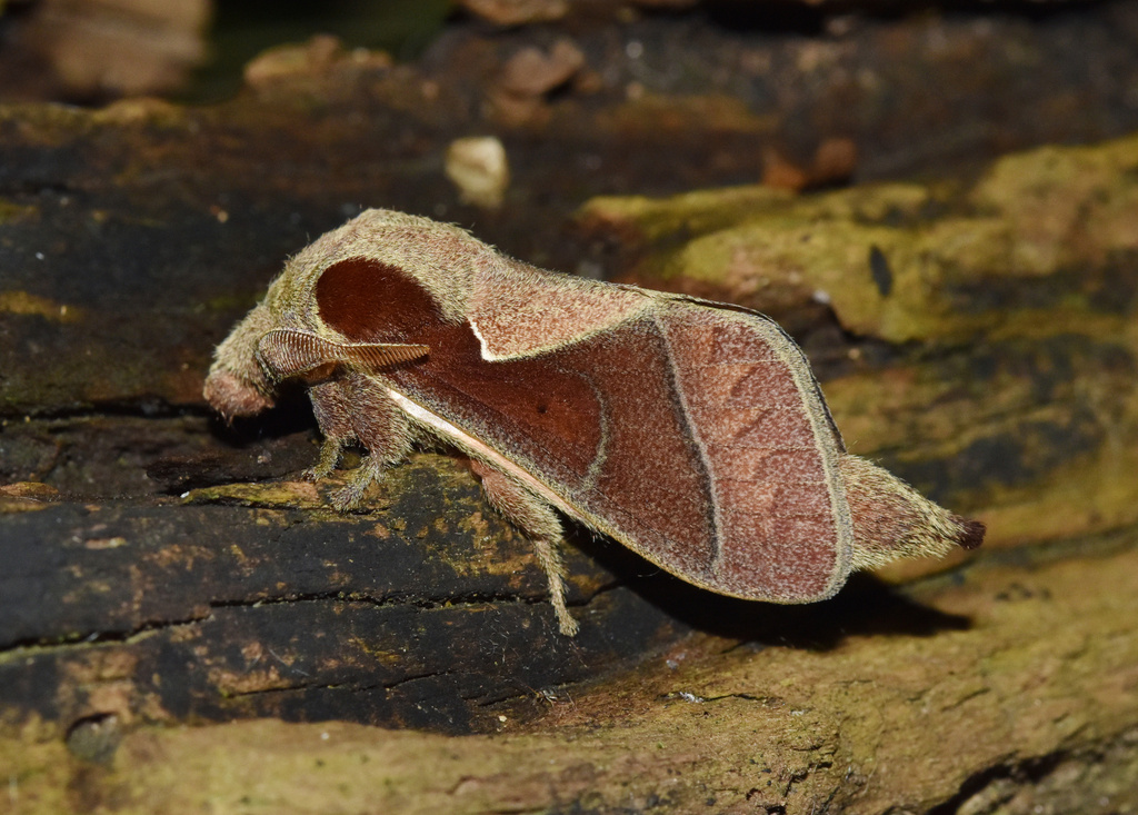 Pigsnout Moth from Tyburn Way, Westville, KZN, ZA on November 29, 2022 ...