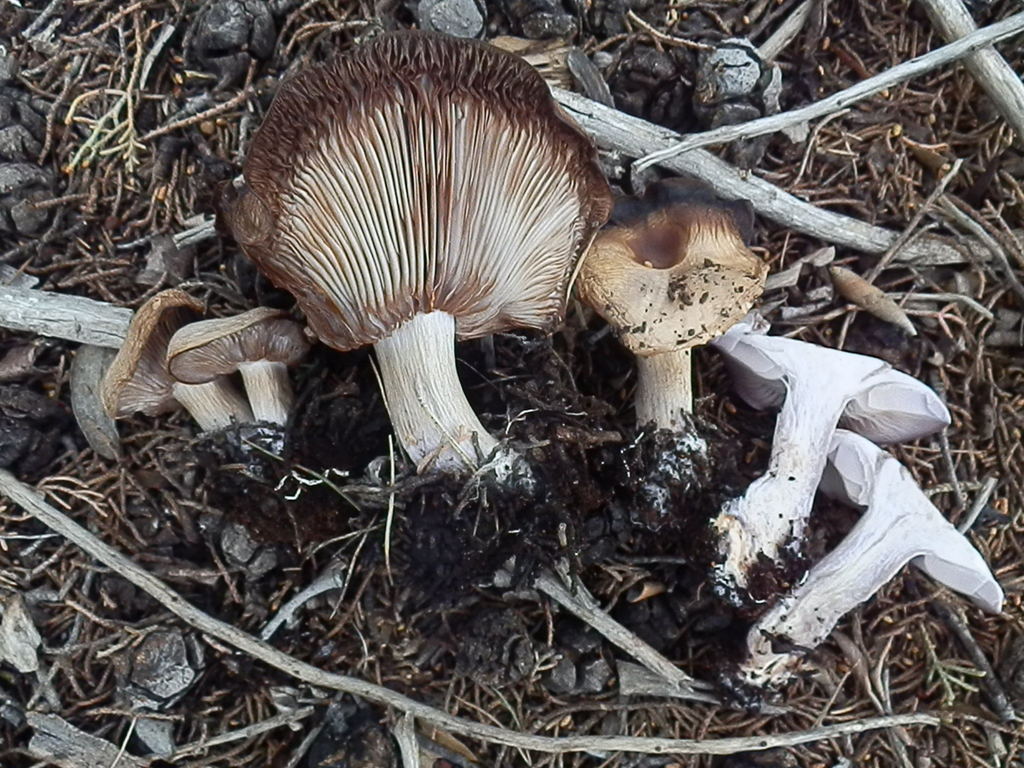 Clitocybe violaceifolia from Coconino Co., Arizona, USA on March 5 ...