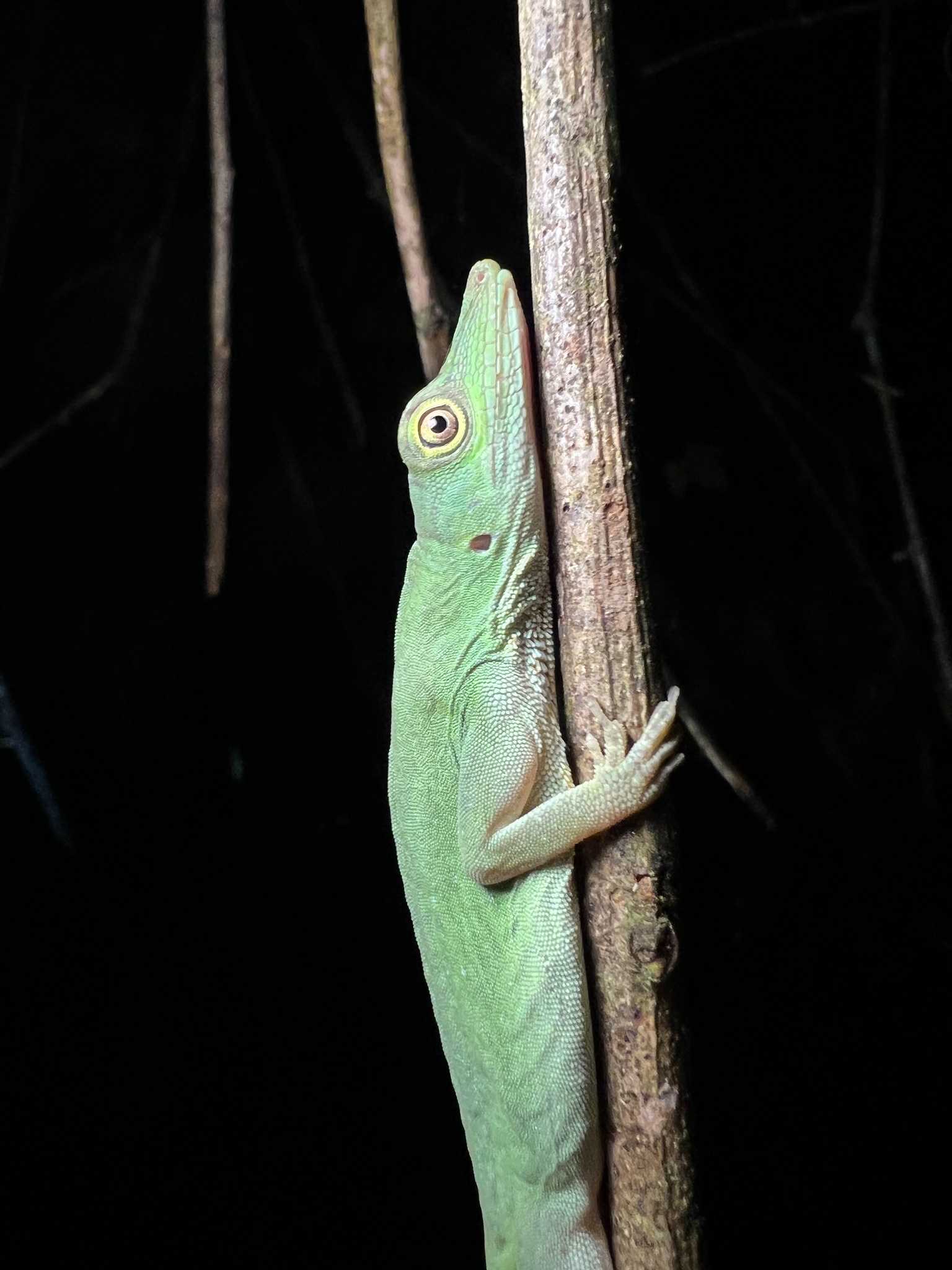 Anolis punctatus Daudin, 1802