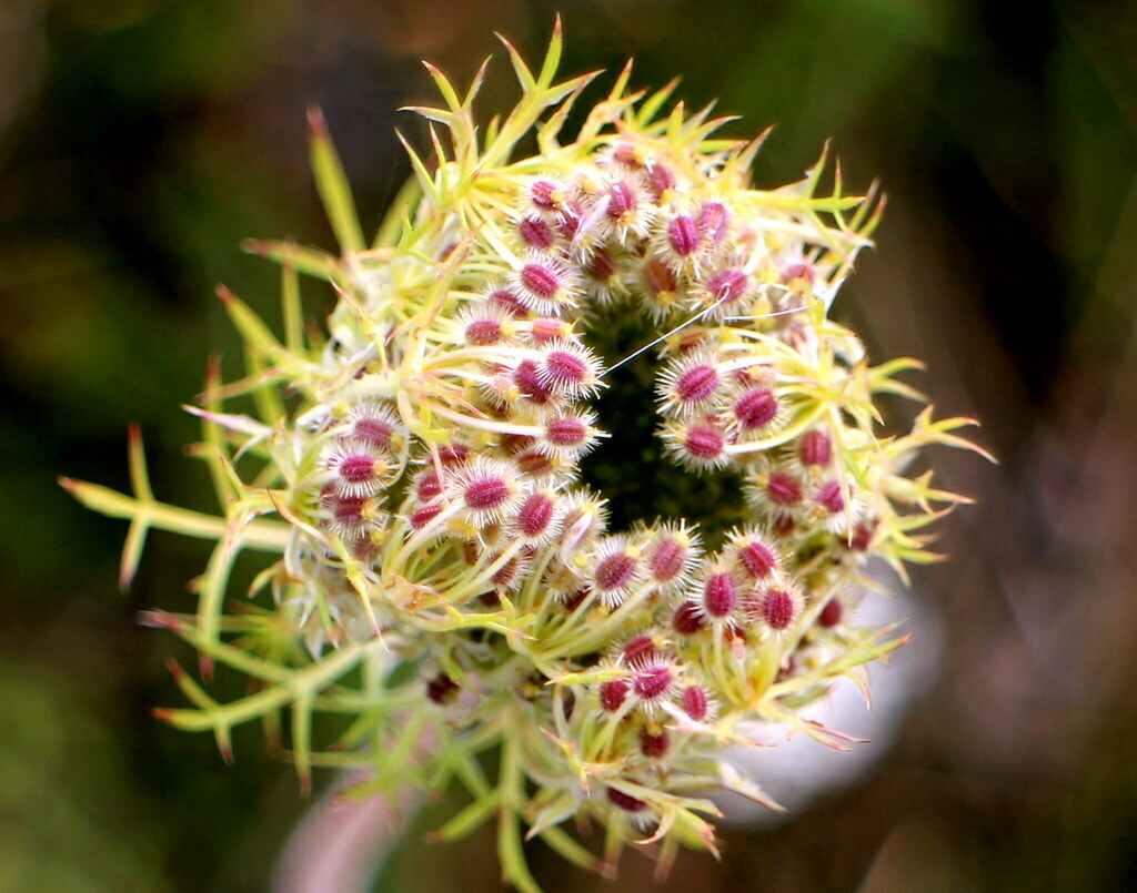 wild carrot from Navis, Österreich on July 31, 2022 at 07:55 PM by ...