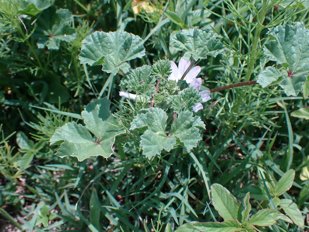 dwarf mallow from Dr Kenneth Kaunda, ZA-NW, ZA on November 29, 2022 at ...
