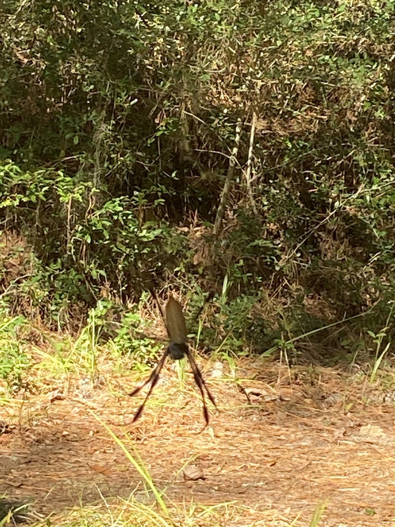 Golden Silk Spider from Rural West Ashley, Hollywood, SC, US on ...