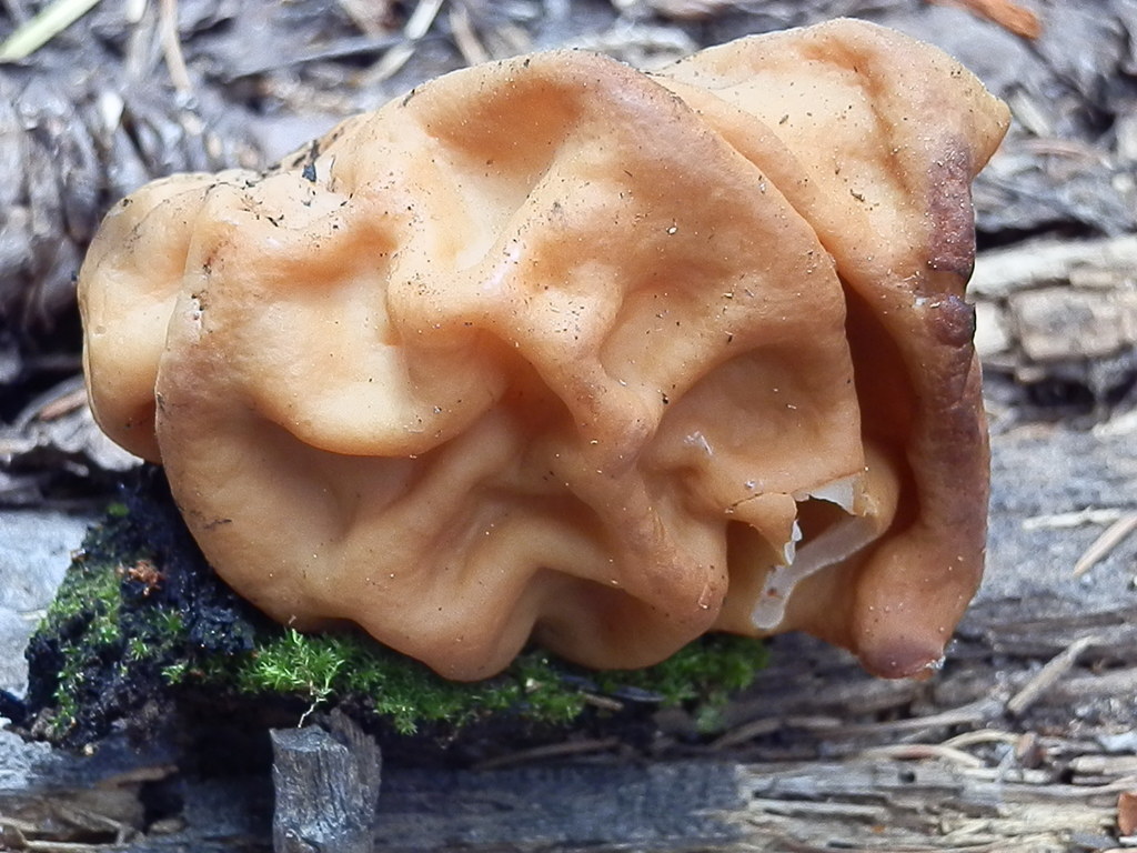 Gyromitra montana from Coconino Co., Arizona, USA on May 21, 2017 by ...