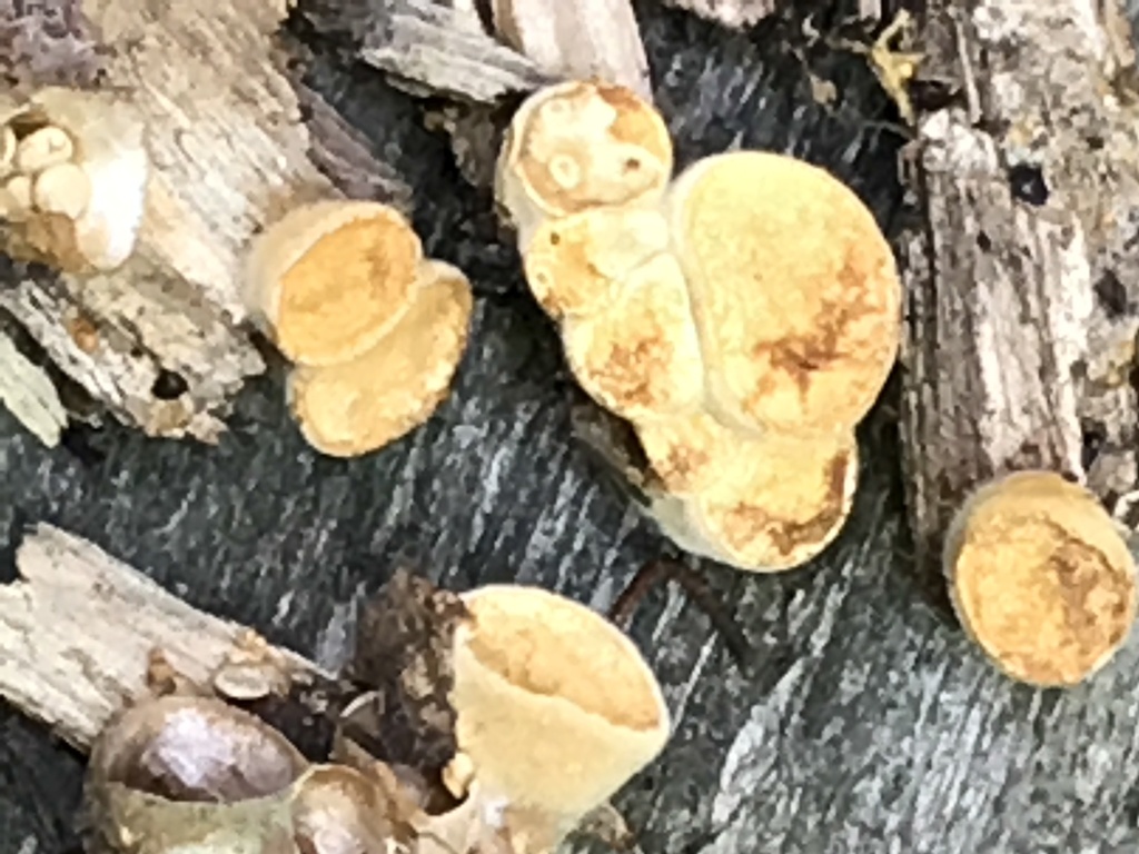 Crucibulum parvulum from Cheshire, Connecticut, USA on June 22, 2017 by ...