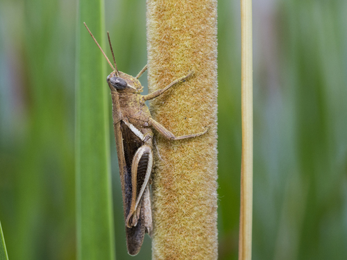 Stenocatantops exinsula · iNaturalist Ecuador