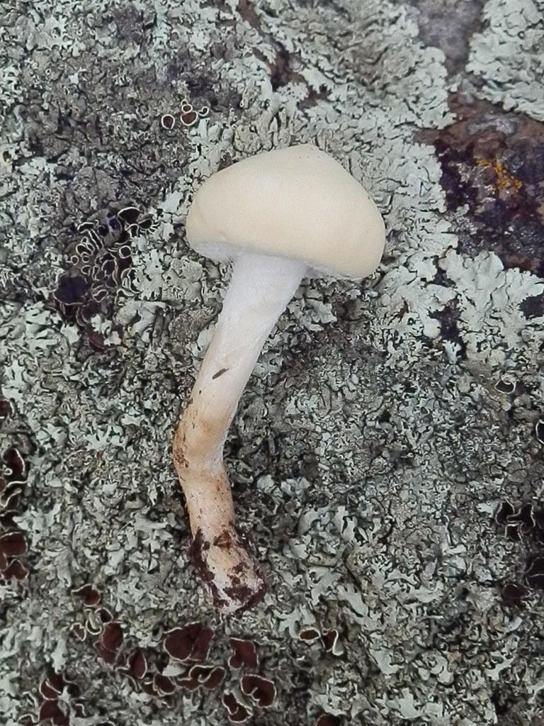 Questionable Stropharia from Coconino Co., Arizona, USA on July 26 ...