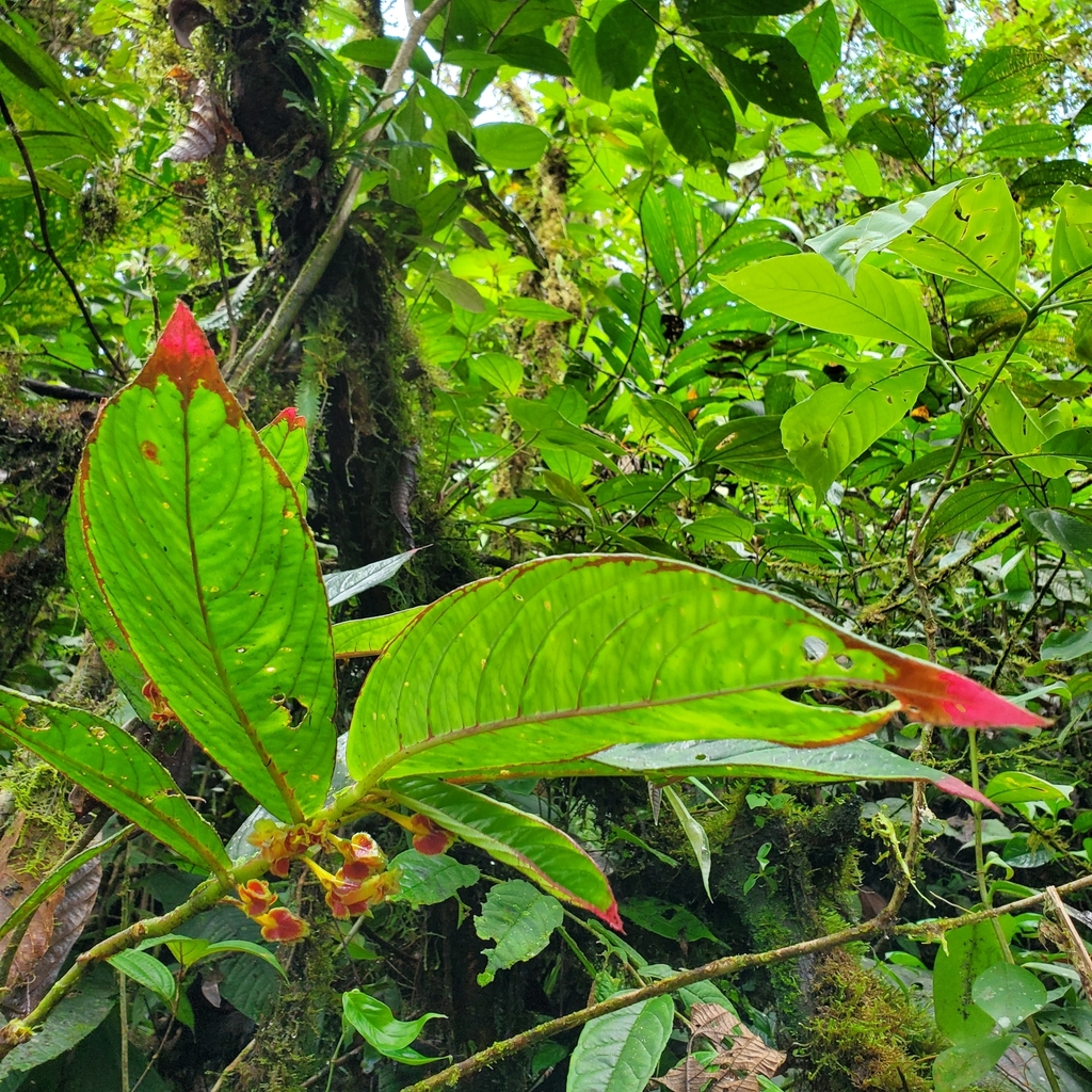 (Columnea floribunda) - Botanical Realm