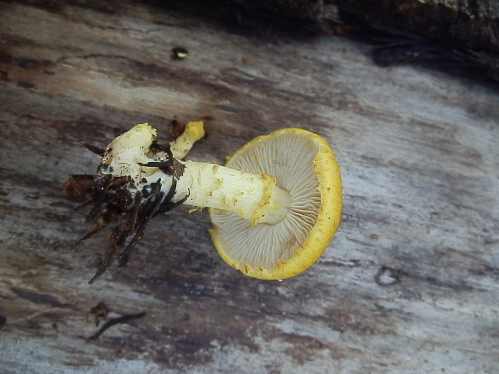 Floccularia albolanaripes from Apache National Forest, Apache Co ...