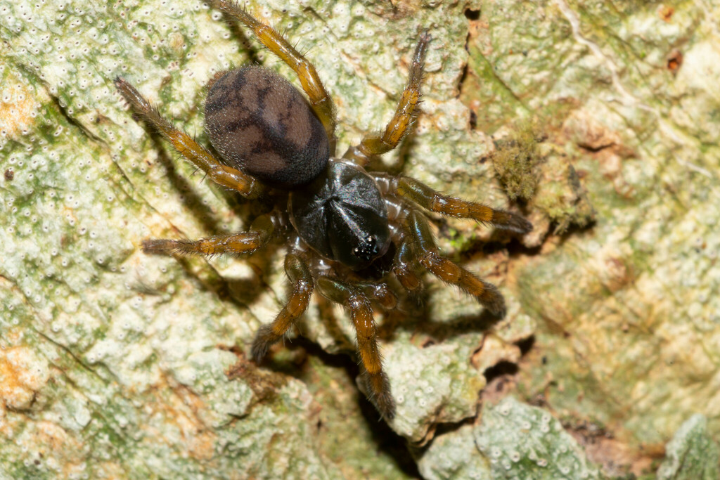 Brushfooted Trapdoor Spiders from Orellana, Ecuador on November 05 ...