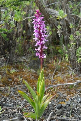 Subspecies Orchis mascula lapalmensis · iNaturalist