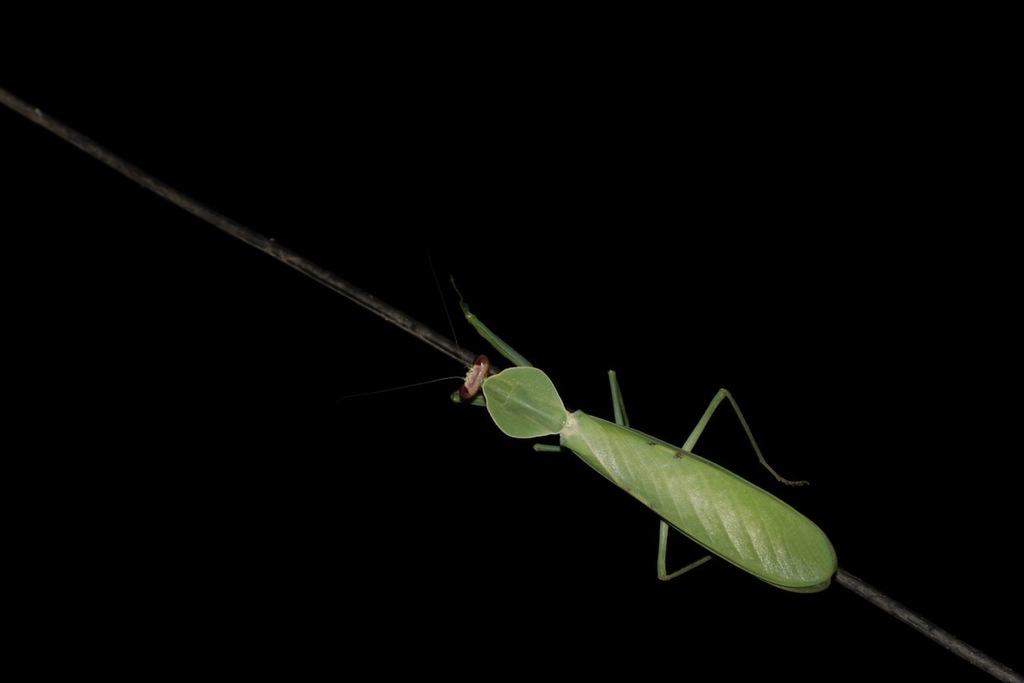 Rhombomantis tectiformis from Kashigaun, Nepal on October 12, 2018 at ...