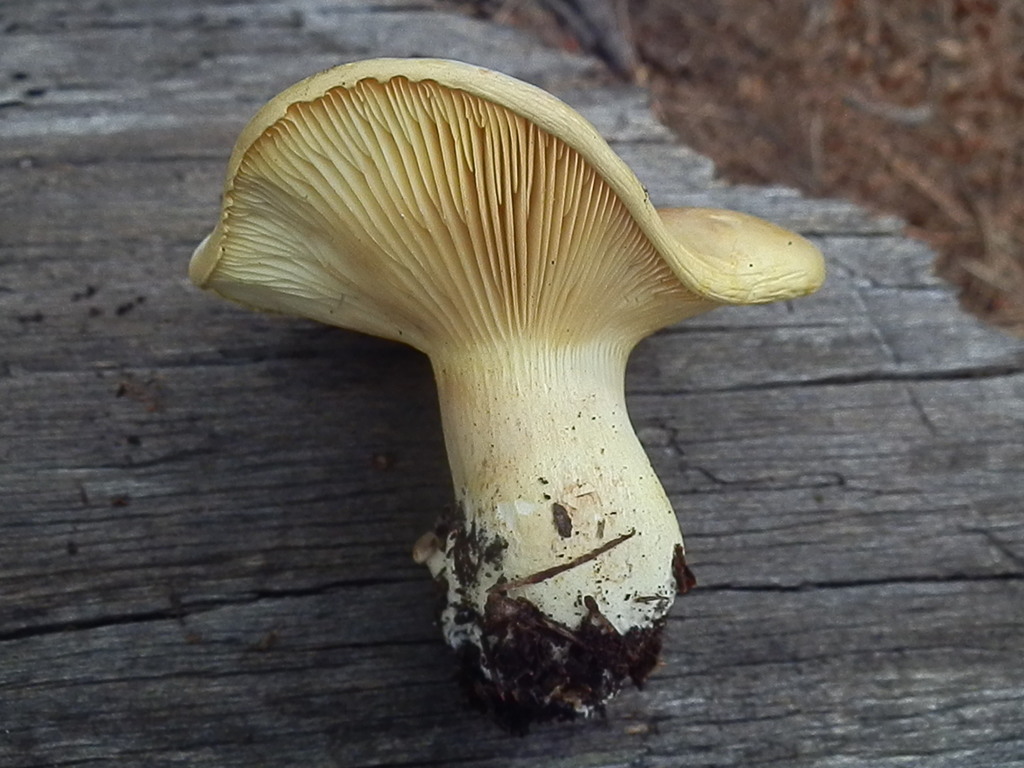 Cantharocybe gruberi from Coconino Co., Arizona, USA on August 20, 2017 ...