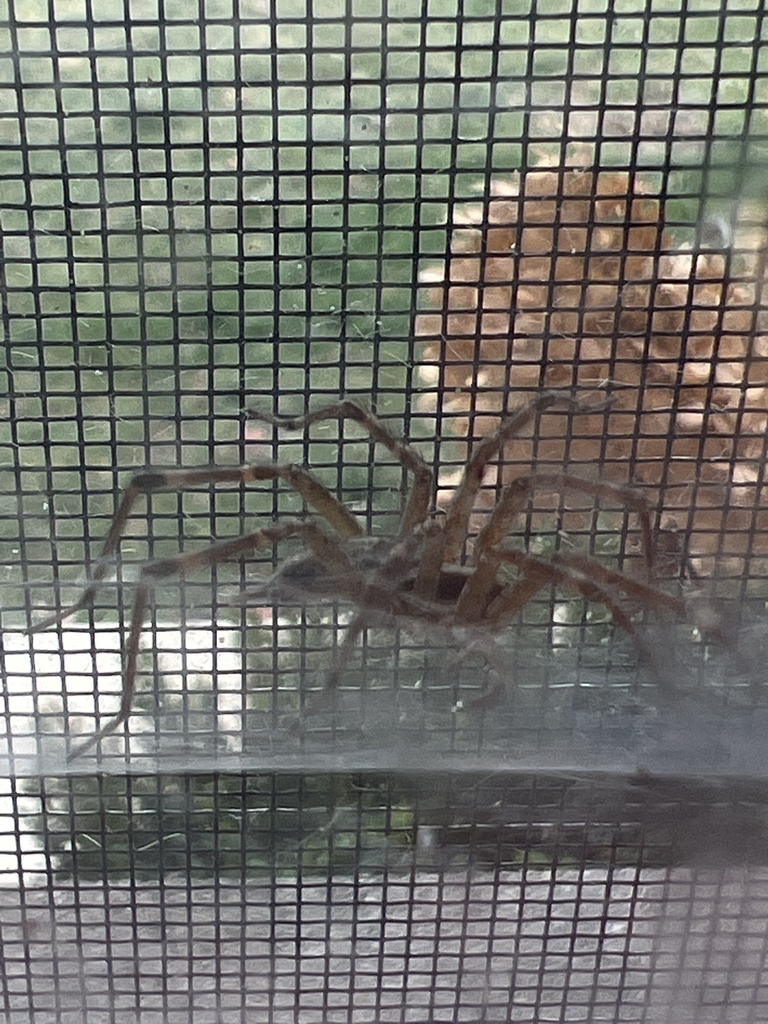 Grass Spiders from Greentree Rd, Monroe, OH, US on November 29, 2022 at ...