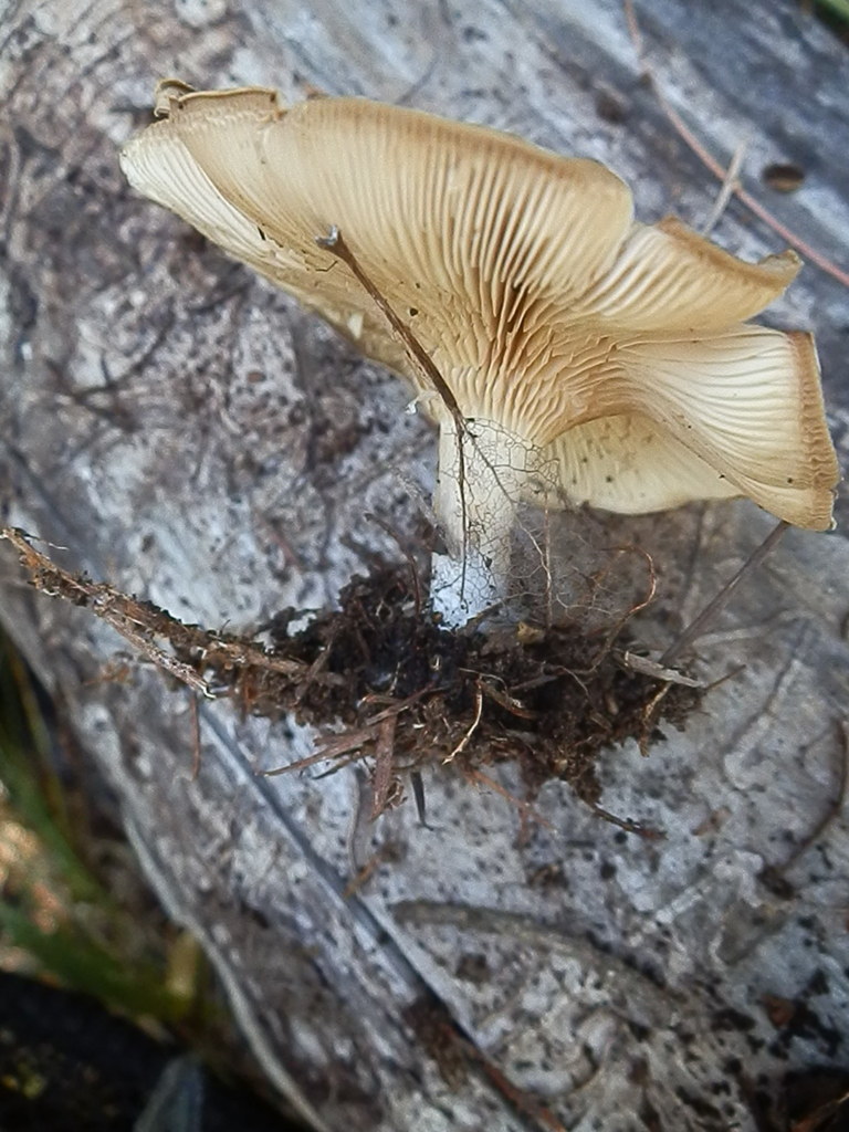 Aniseed Funnel from Coconino Co., Arizona, USA on September 16, 2017 by ...