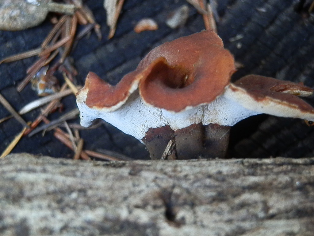 Bay Polypore from Salt Point State Park, Sonoma Co., California, USA on ...