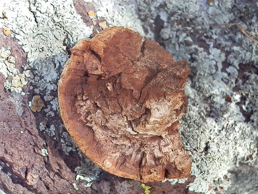 Inocutis dryophila from Mingus Mountain, Yavapai Co., Arizona, USA on ...