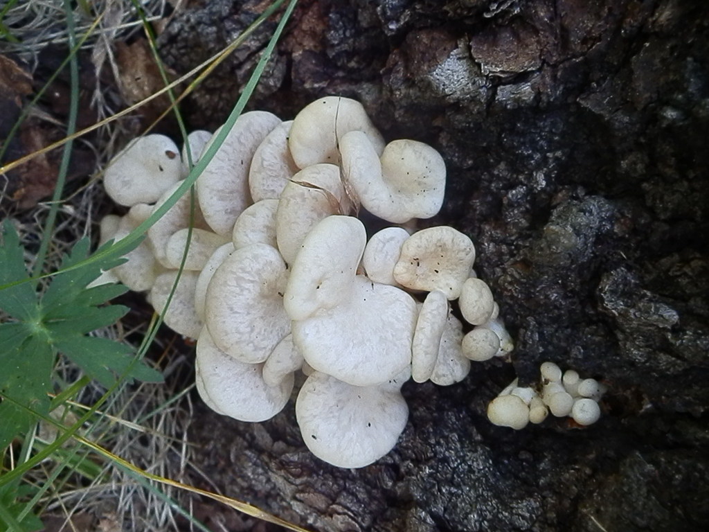 aspen oyster mushroom from Coconino National Forest, San Francisco ...