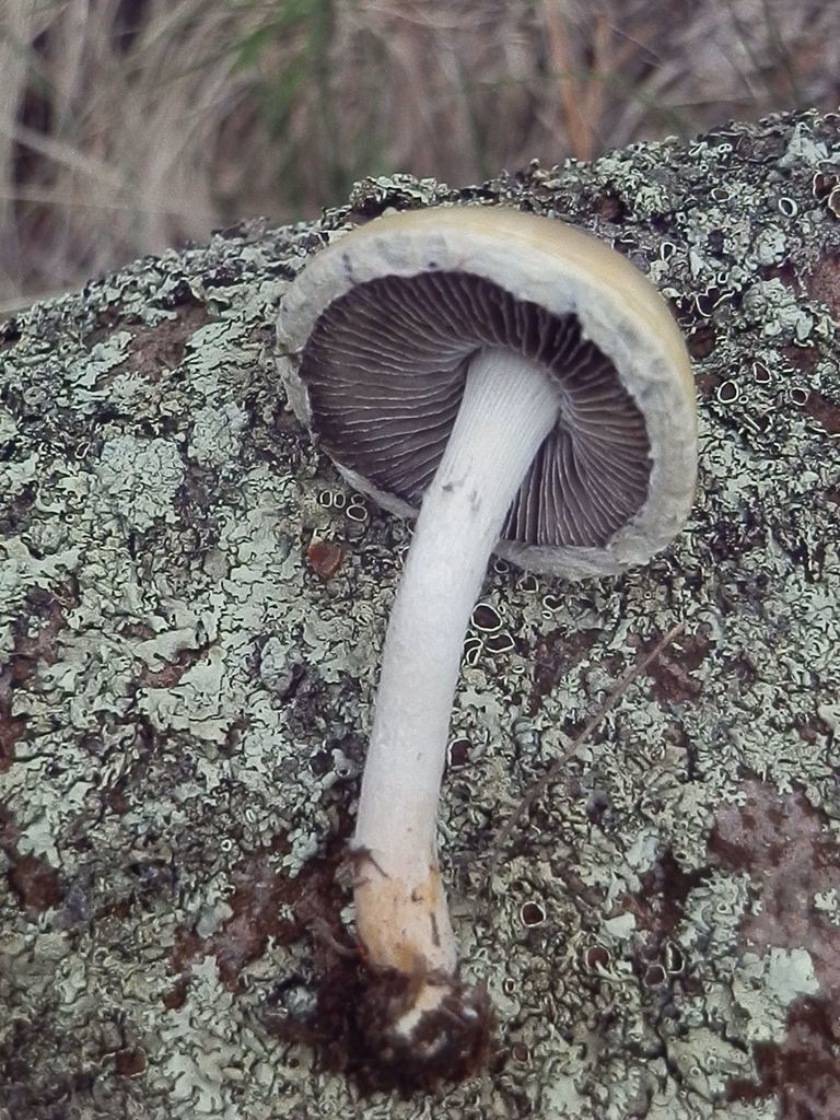 Questionable Stropharia from Coconino National Forest, San Francisco ...