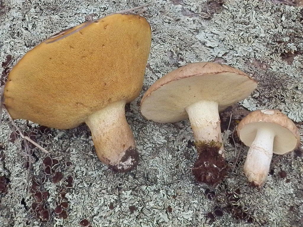 Suillus occidentalis from Coconino National Forest, San Francisco Peaks ...