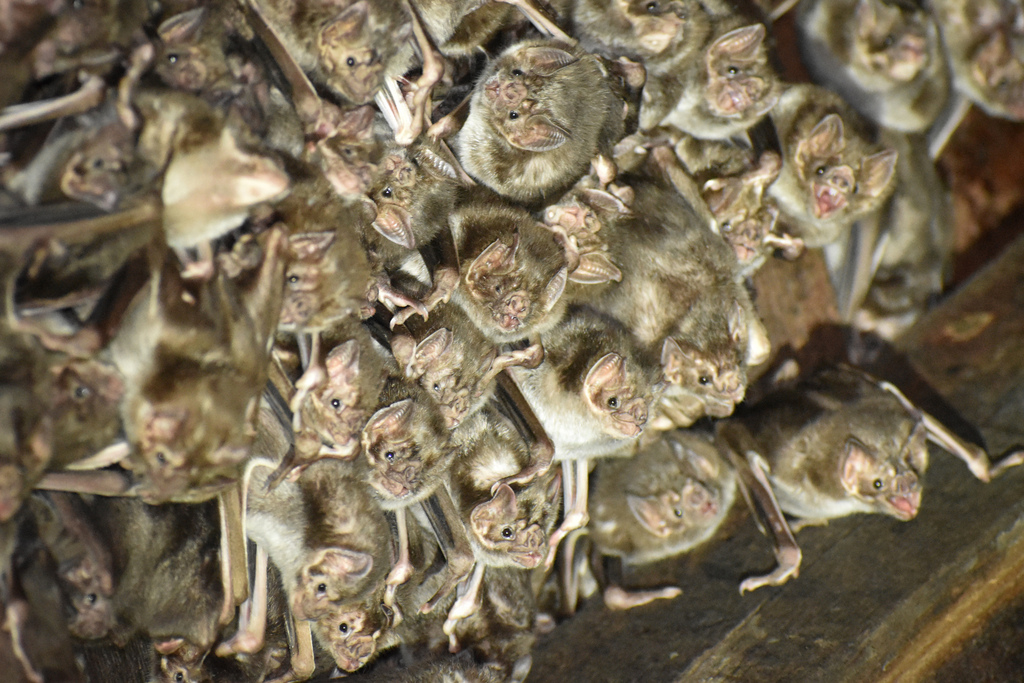 Common Vampire Bat (Desmodus rotundus) - Know Your Mammals