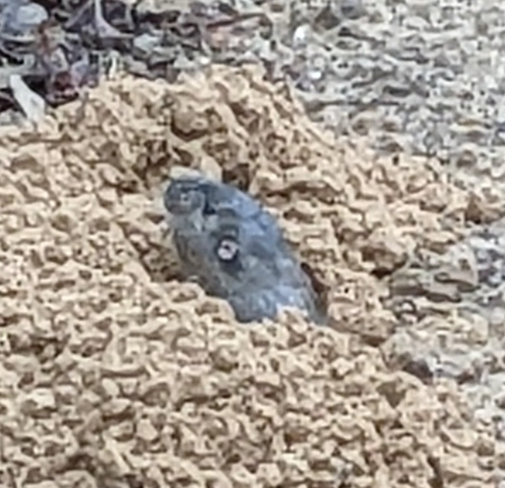 Attwater's Pocket Gopher from Gause, TX 77857, USA on November 24, 2022 ...
