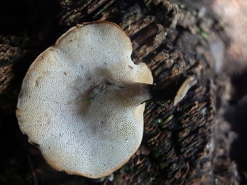 Elegant Polypore from Apache National Forest, Apache Co., Arizona, USA ...