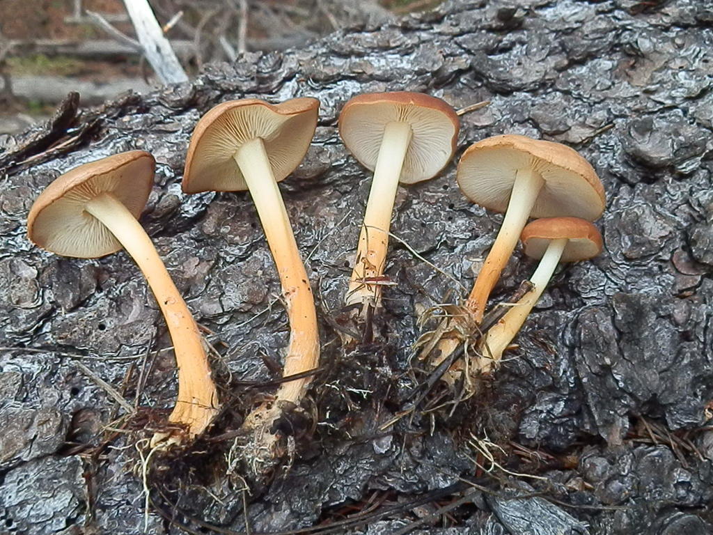 Oak-loving Gymnopus from Apache National Forest, Apache Co., Arizona ...