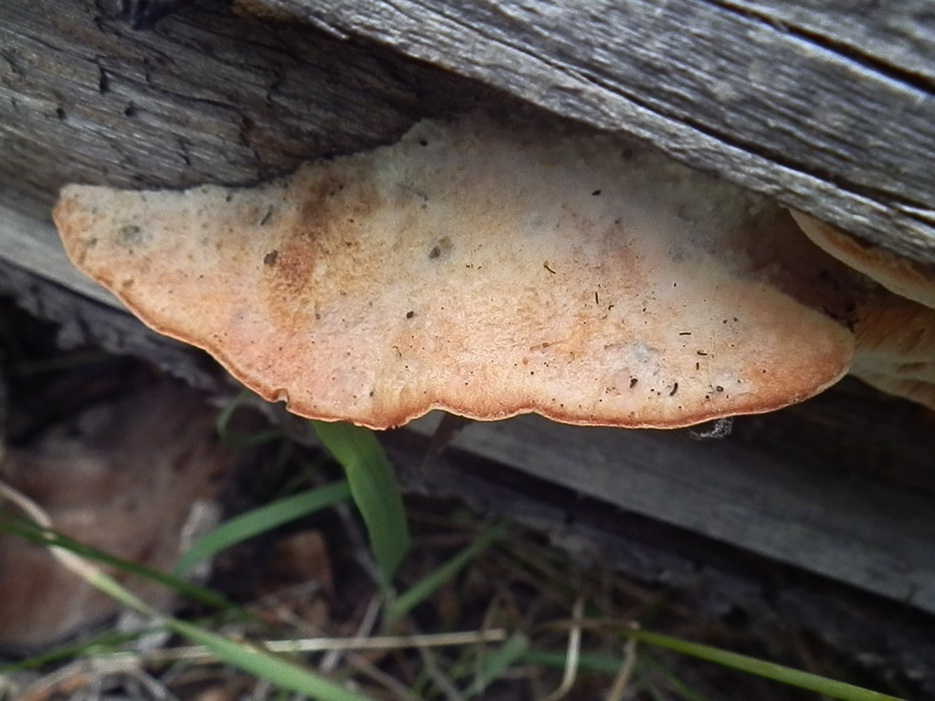 Pink Sherbet Polypore from Apache National Forest, Apache Co., Arizona ...