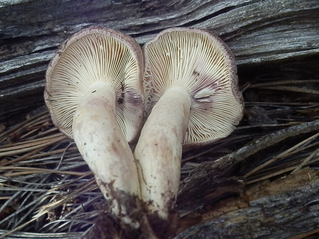 Lactarius pseudouvidus from Coconino National Forest, San Francisco ...