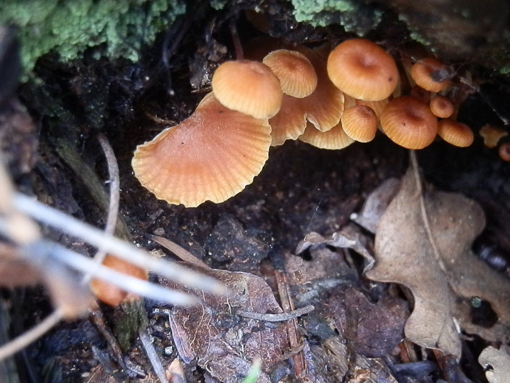 Xeromphalina enigmatica from Coconino National Forest, Mogollon Rim on ...