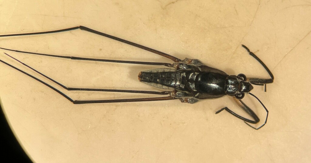 Neogerris hesione from Brewster County, TX, USA on October 23, 2022 by ...