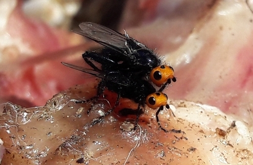 Bone Skipper Fly (Thyreophora cynophila) · iNaturalist United Kingdom