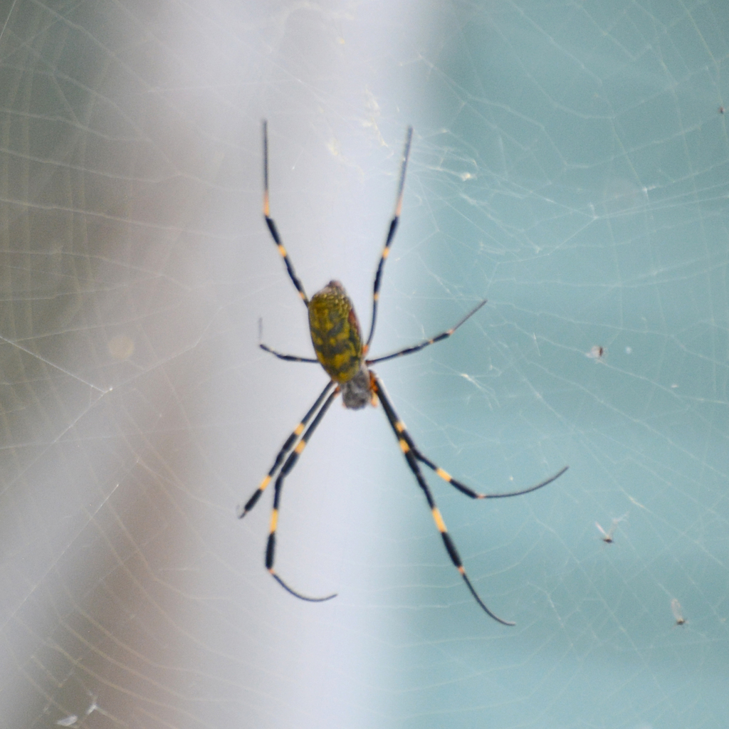 Joro Spider from Shimogyo Ward, Kyoto, Japan on November 19, 2022 at 09 ...