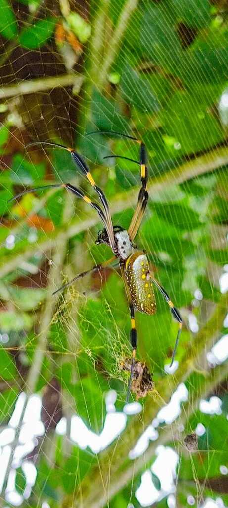 Golden Silk Spider from Bágala, Panamá on November 27, 2022 at 06:18 PM ...