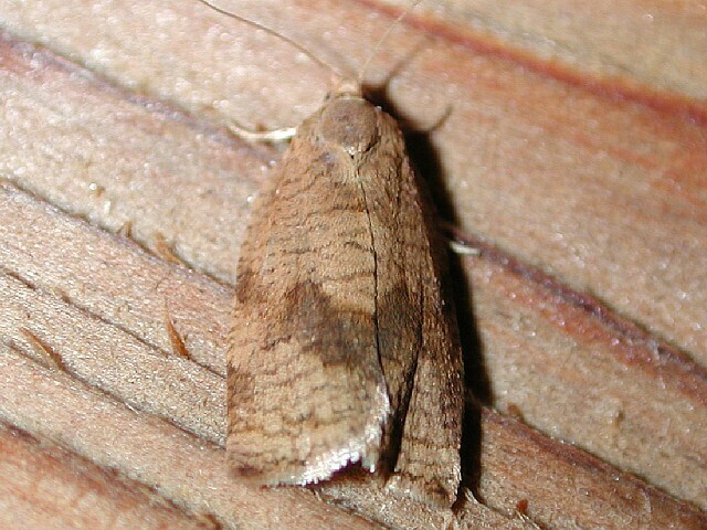 Rose Tortrix Moth from Jamaica Bay Wildlife Refuge, Queens, NY, USA on ...