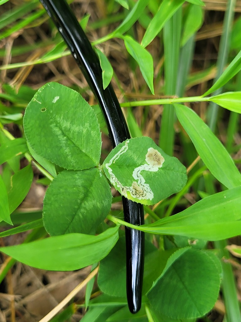 Liriomyza leaf-mining flies from Allegany County, MD, USA on July 02 ...